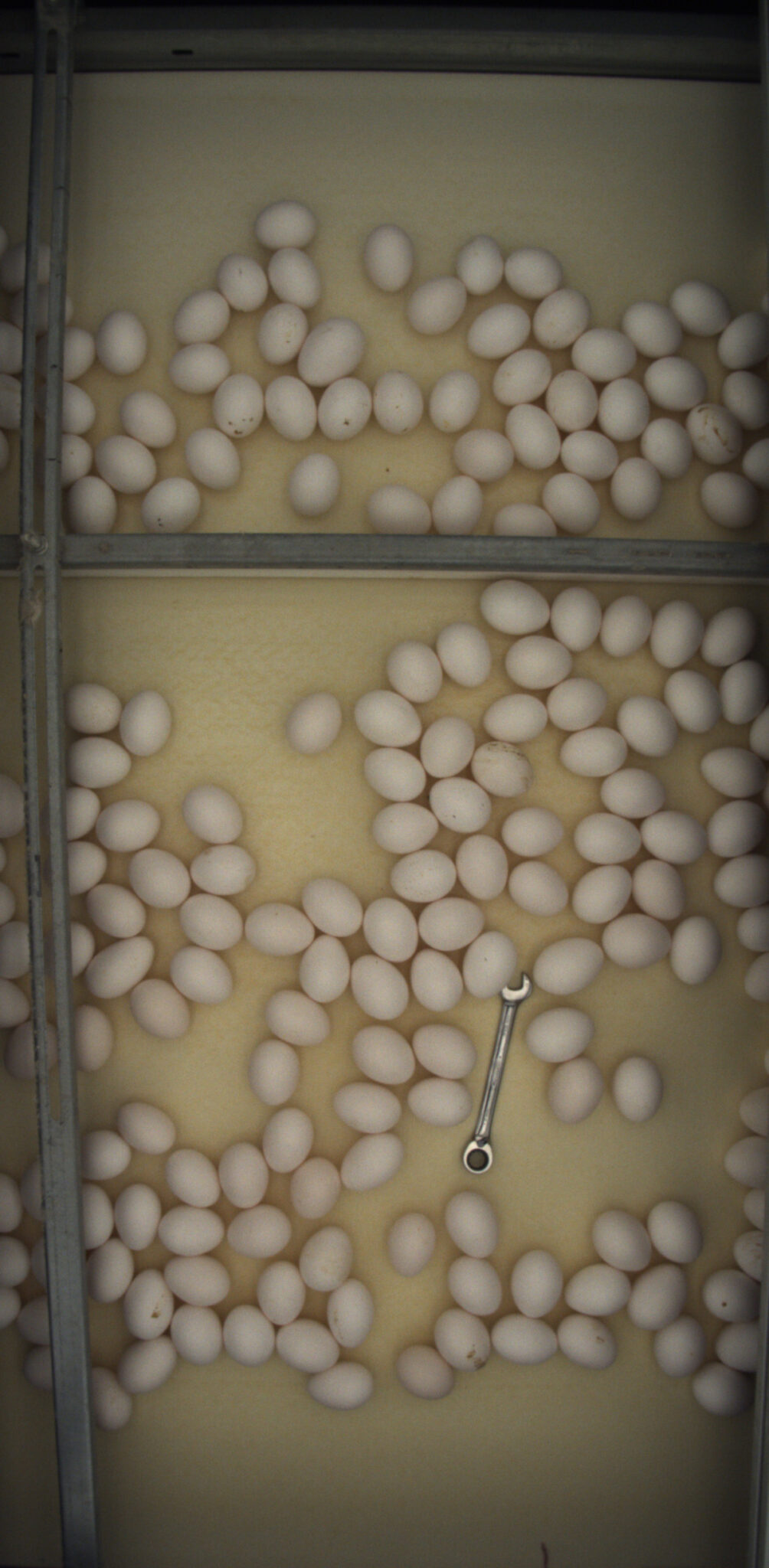 Egg Surveillance Systems - Rota Technologies
